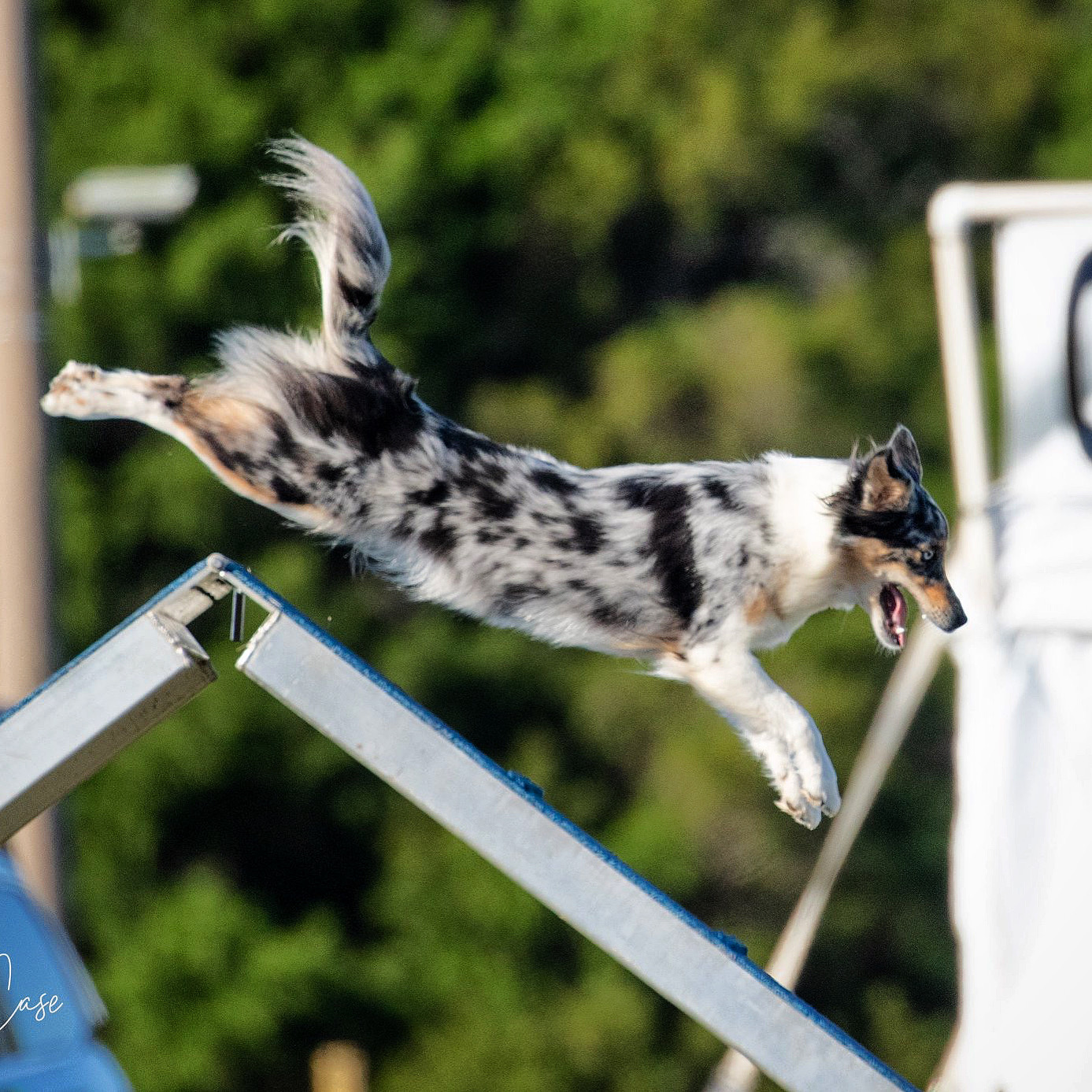 UKI Trials and Seminars – My Brilliant Dog
